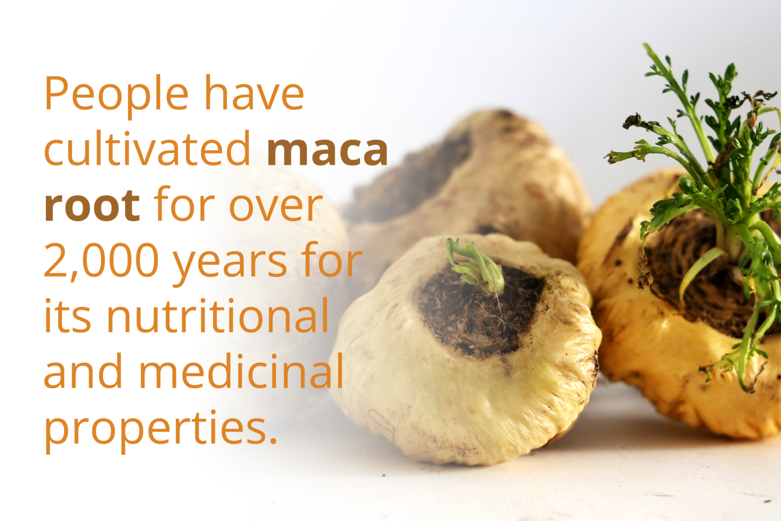 Benefits of Maca Root: How It Potentially Boosts Energy, Libido, and ...