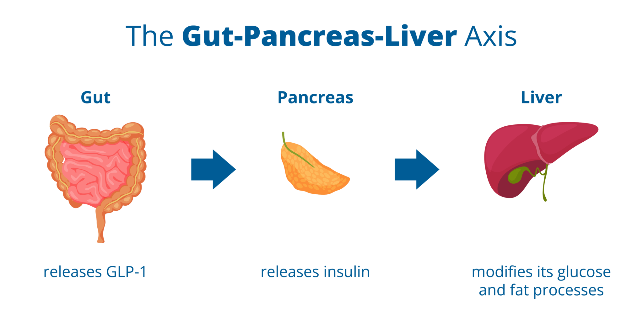 Gut Intelligence: How GLP-1 Hormone Shapes Your Health in 6 Ways ...